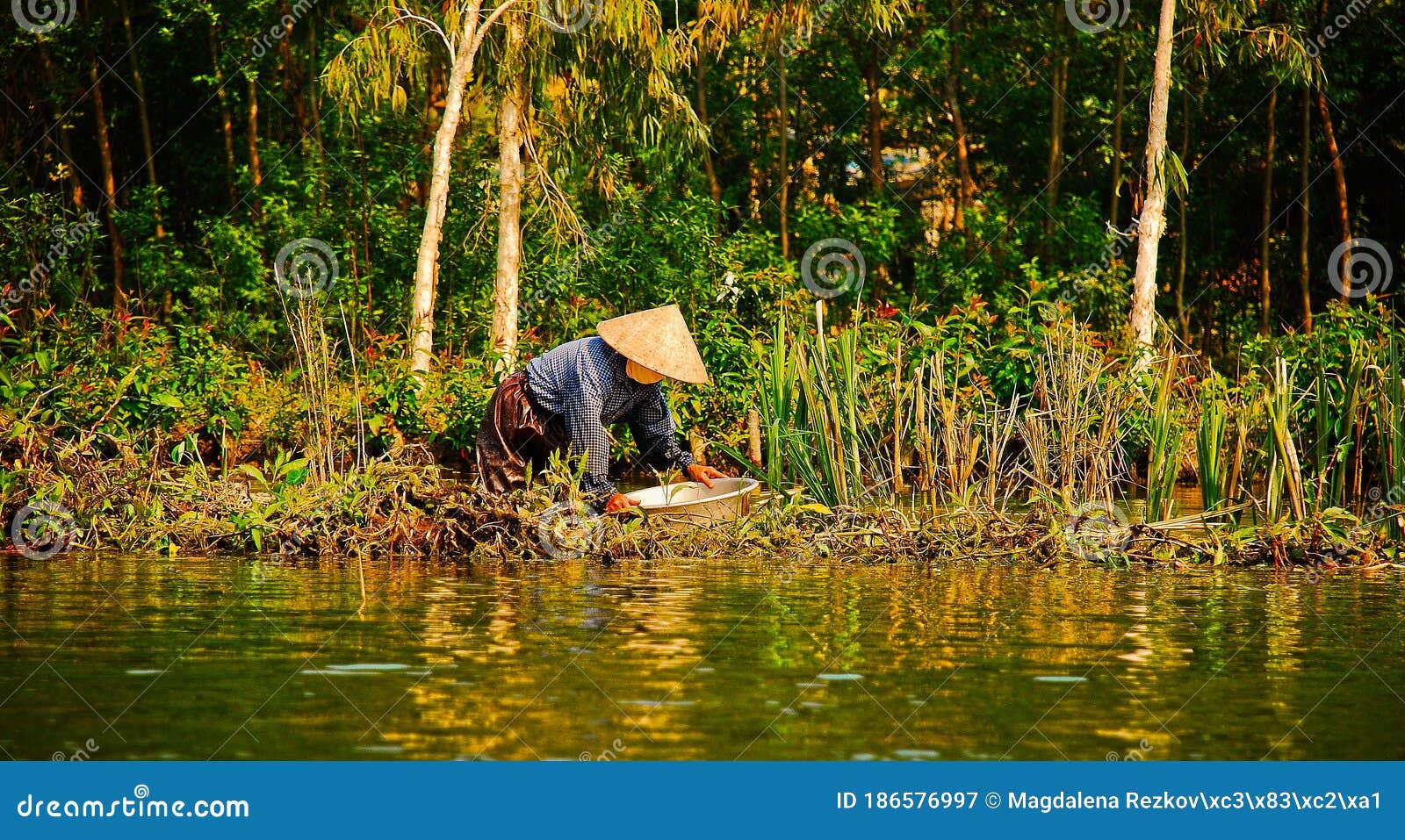 Old Vietnam Man on the Rice Field Stock Image - Image of rice, green ...