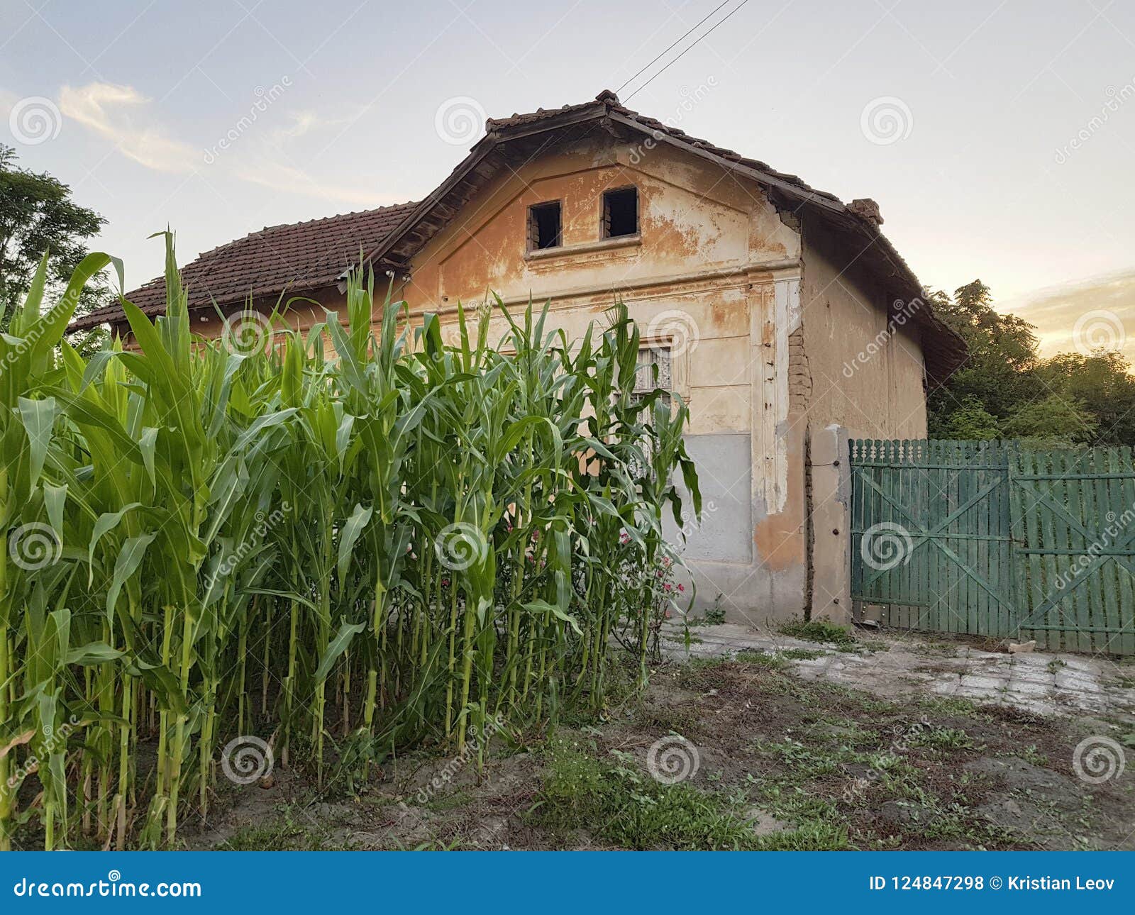 Old Village House with Small Corn Field Stock Photo - Image of plants ...