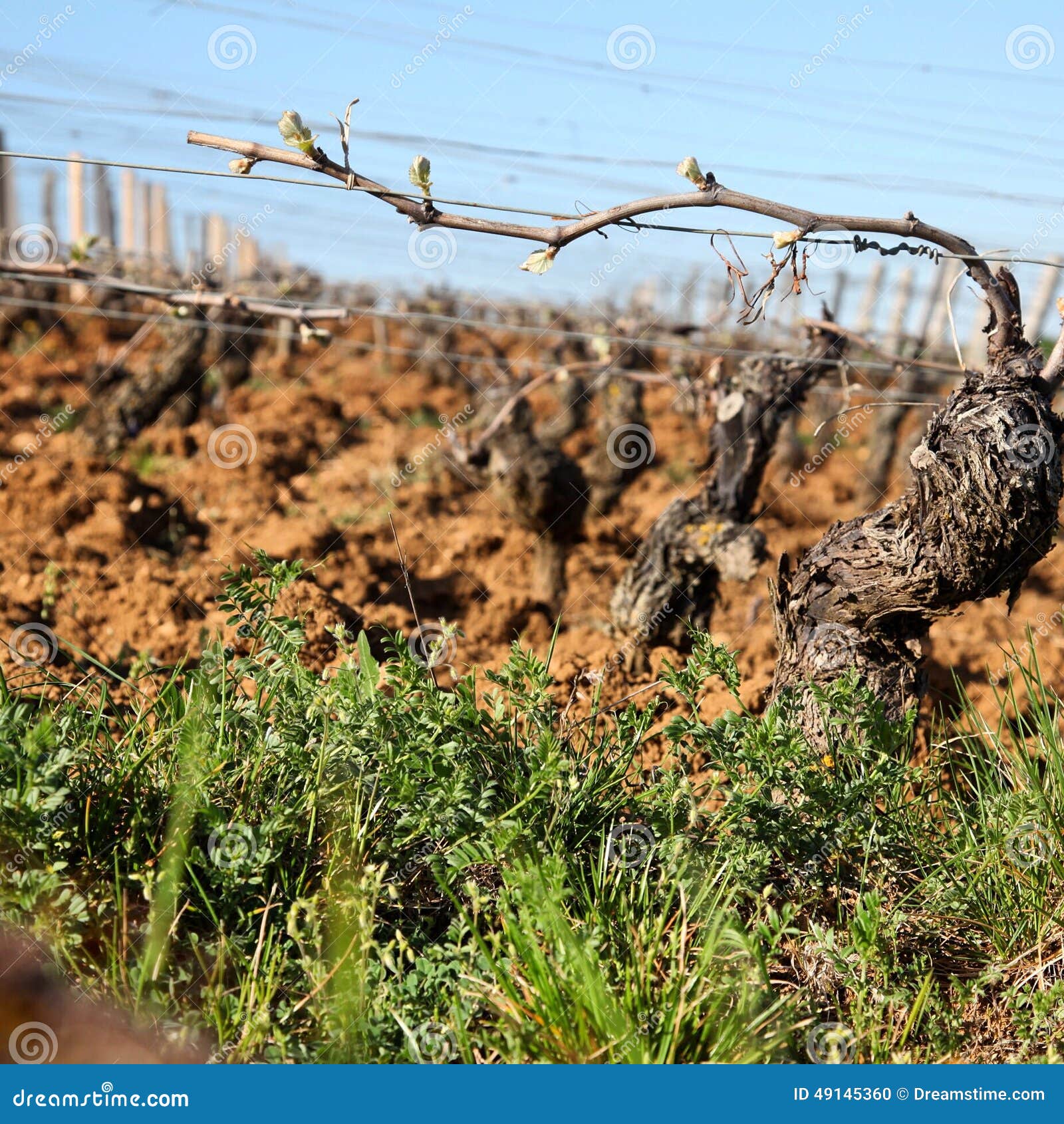 Old vine plant stock photo. Image of wine, vine, burgundy - 49145360