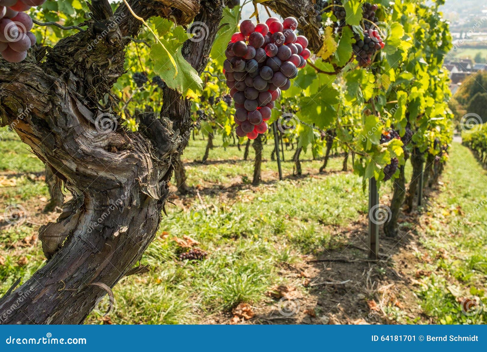 Old Vine with Red Pinot Noir Grapes Stock Image - Image of agriculture ...