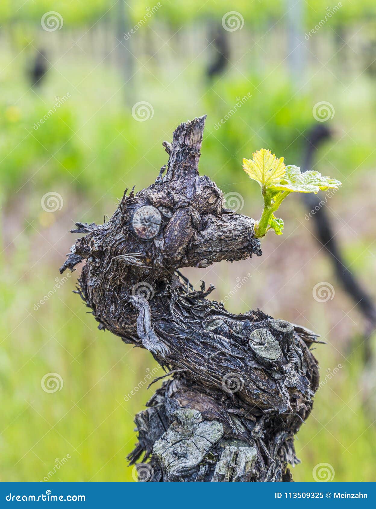 Old vine tree stem stock image. Image of rhineland, crop - 113509325