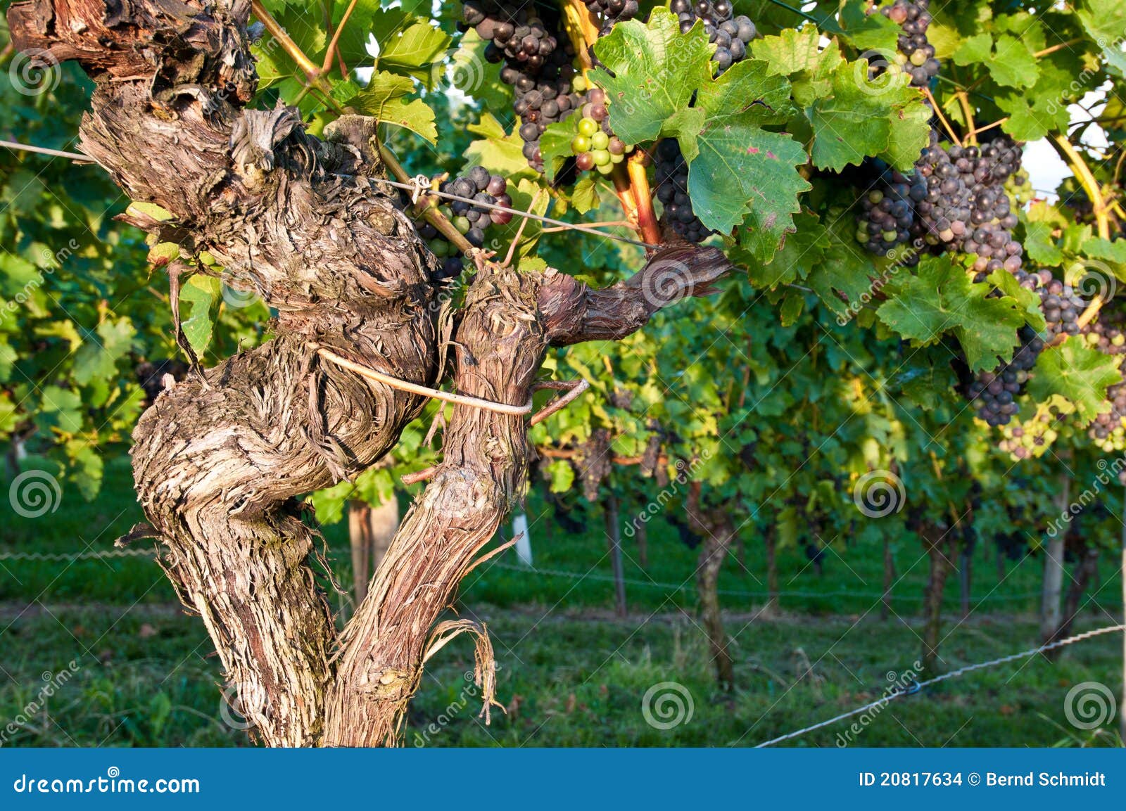 Old vines stock photo. Image of berry, fruit, german - 20817634