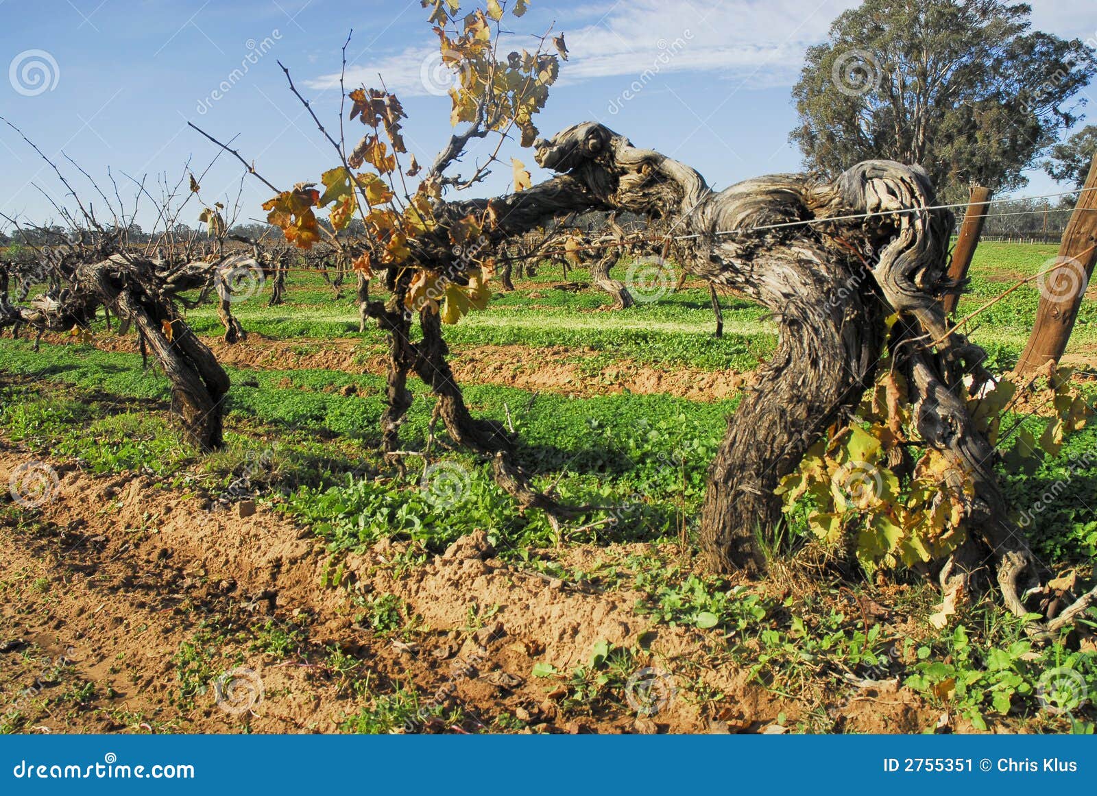 Old vines-Australia stock image. Image of fruit, grapes - 2755351