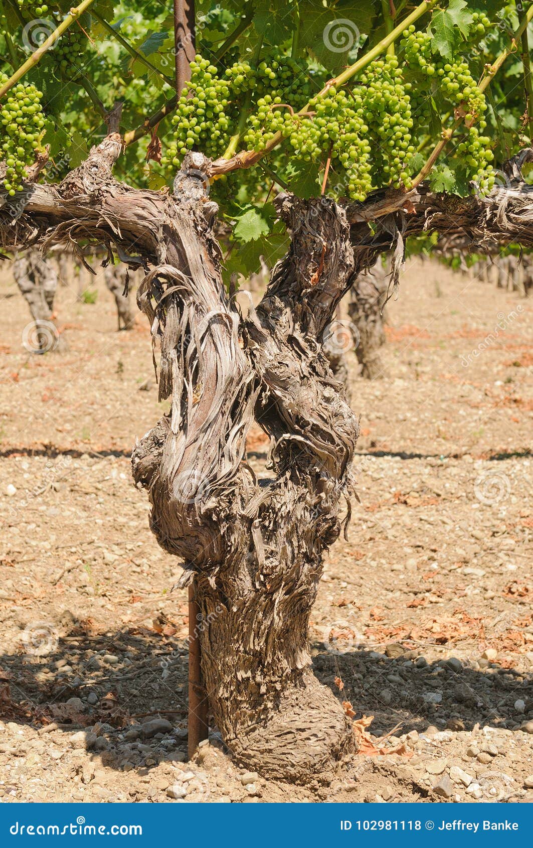 Old Vines stock photo. Image of vintner, fruit, viniculture - 102981118