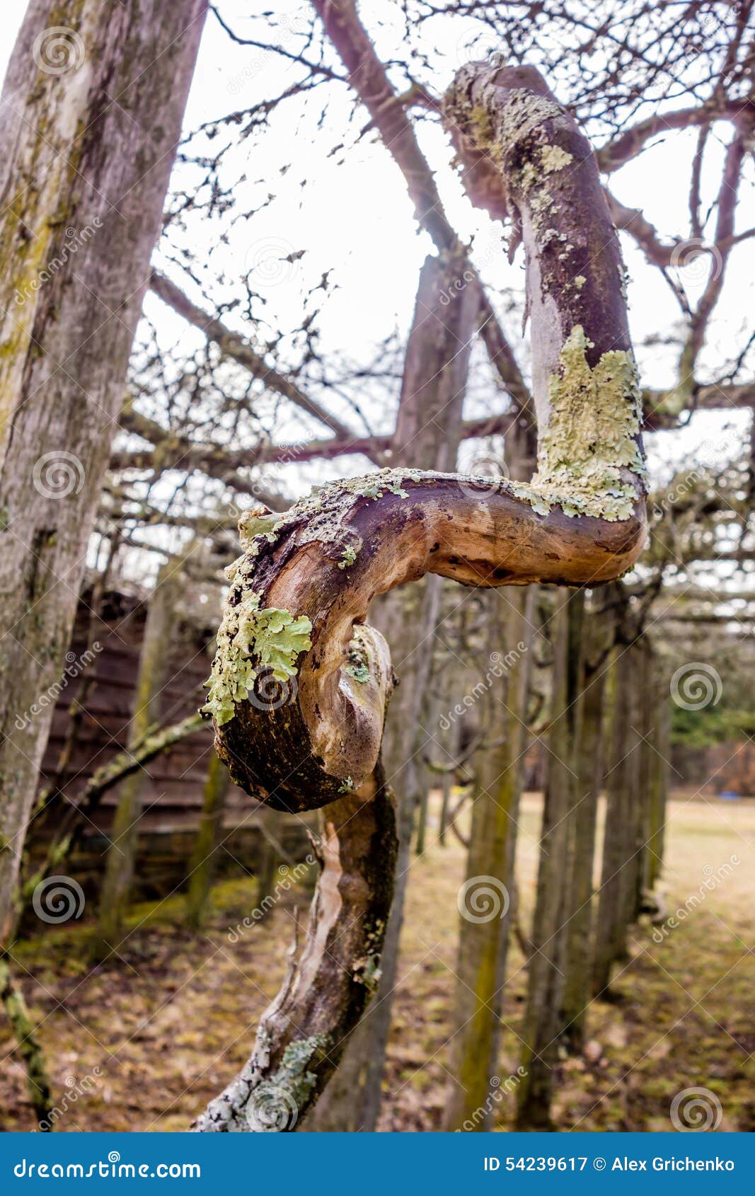Old Vines in Mountain Vineyard with Moss Growing Stock Image - Image of ...