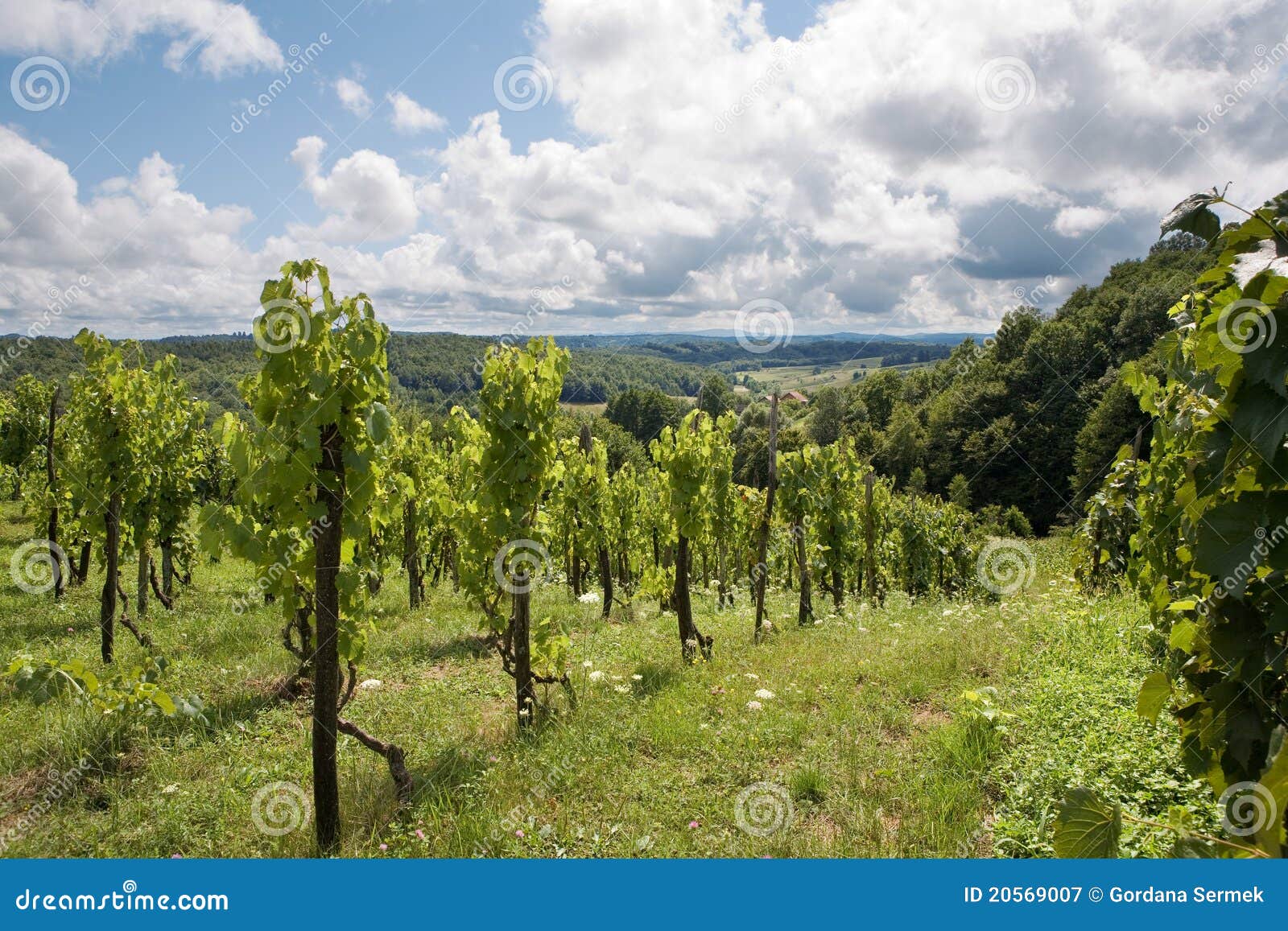 Old vineyard stock image. Image of scenery, blue, grow - 20569007