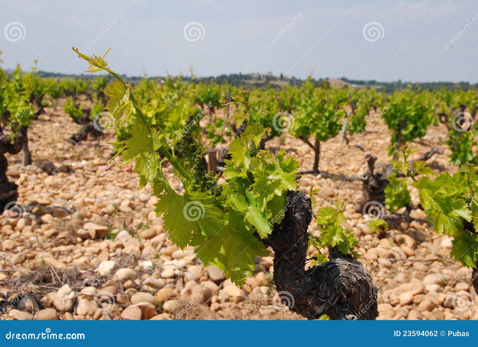 Old vineyard stock photo. Image of agriculture, unripe - 23594062