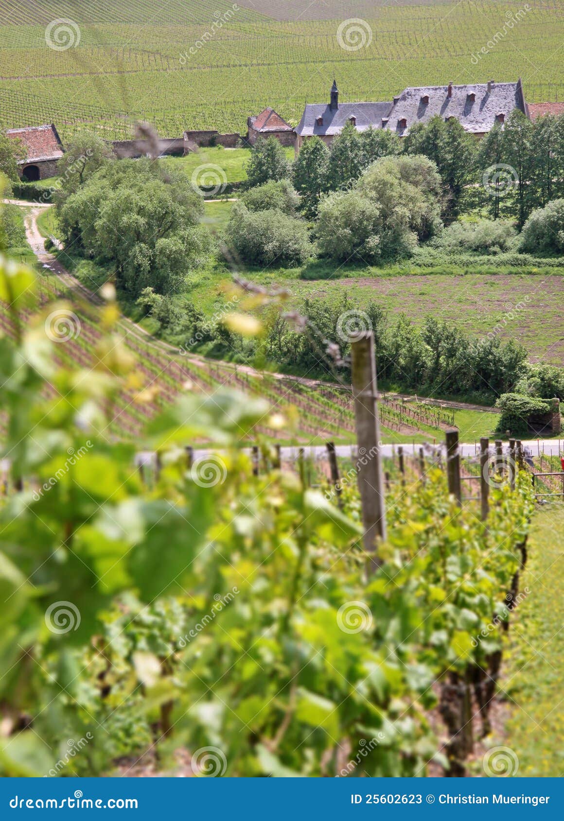 Old Vineyard stock image. Image of rheingau, rustic, rural - 25602623