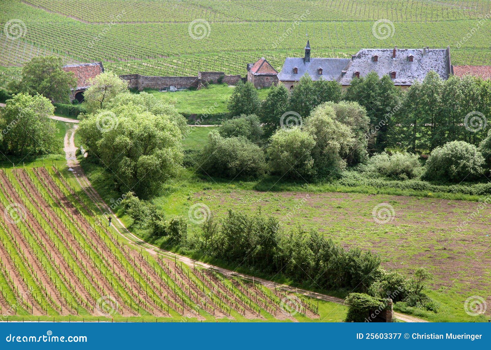 Old Vineyard stock image. Image of johannisberg, rhine - 25603377