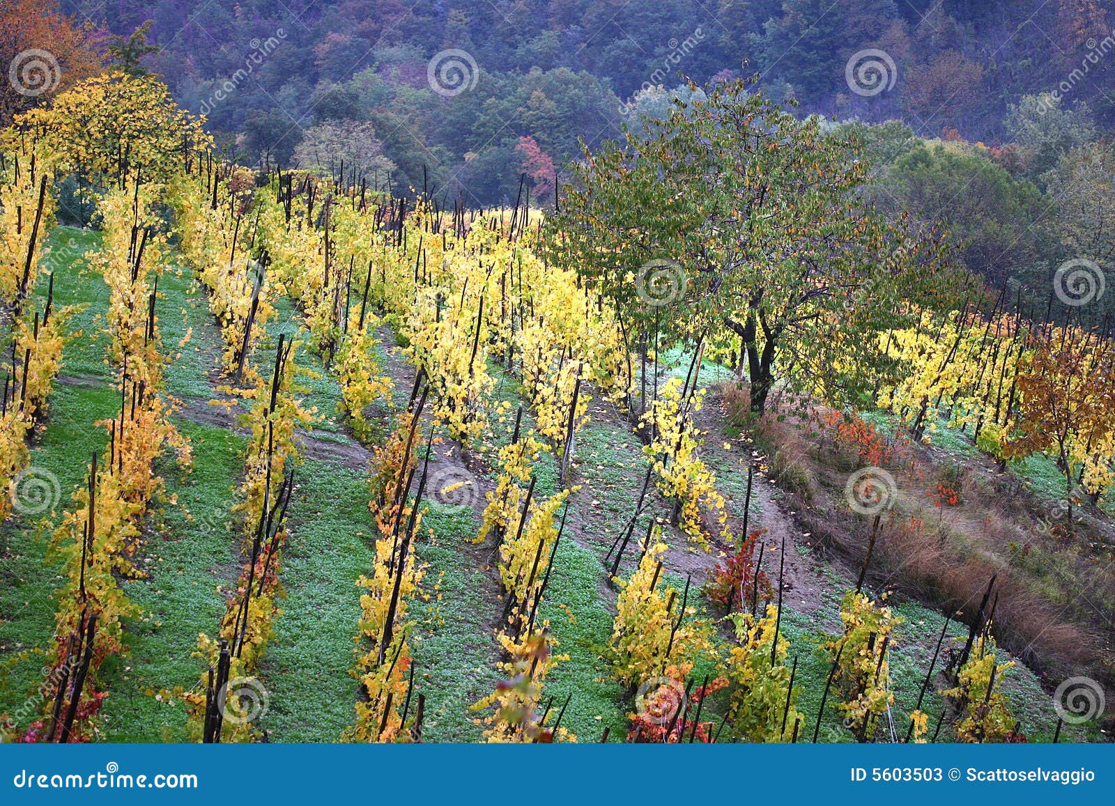 Old vineyard in Italy stock image. Image of grapes, landscape - 5603503