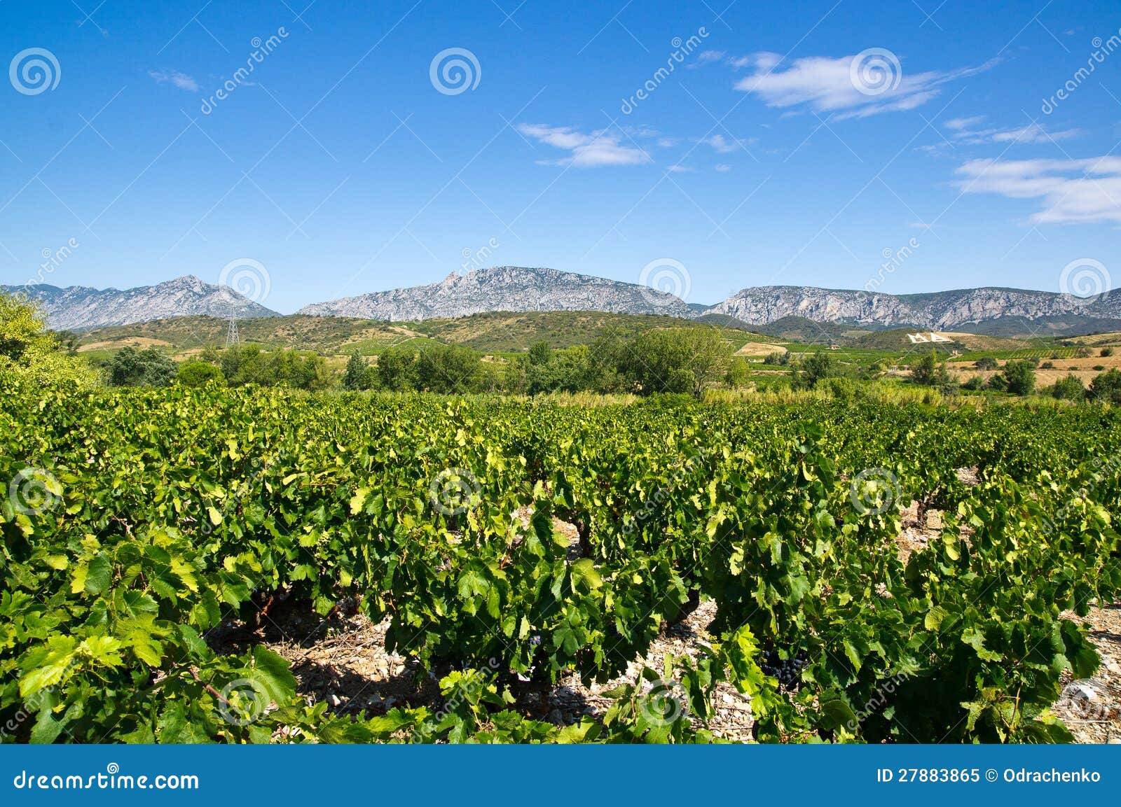 Old vineyard at Maury stock image. Image of queribus - 27883865