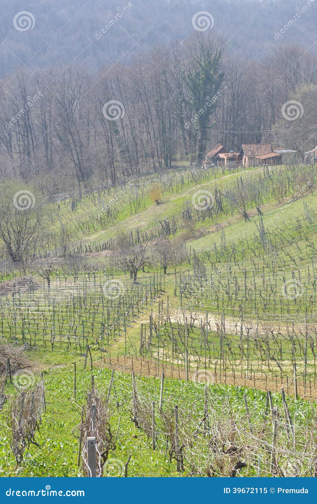 Old vineyard stock image. Image of croatia, scenic, country - 39672115