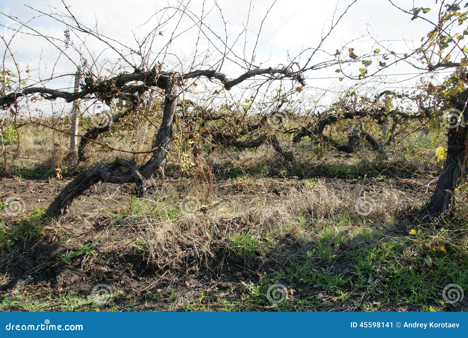 Old vineyard - 1 stock image. Image of cultivated, plant - 45598141