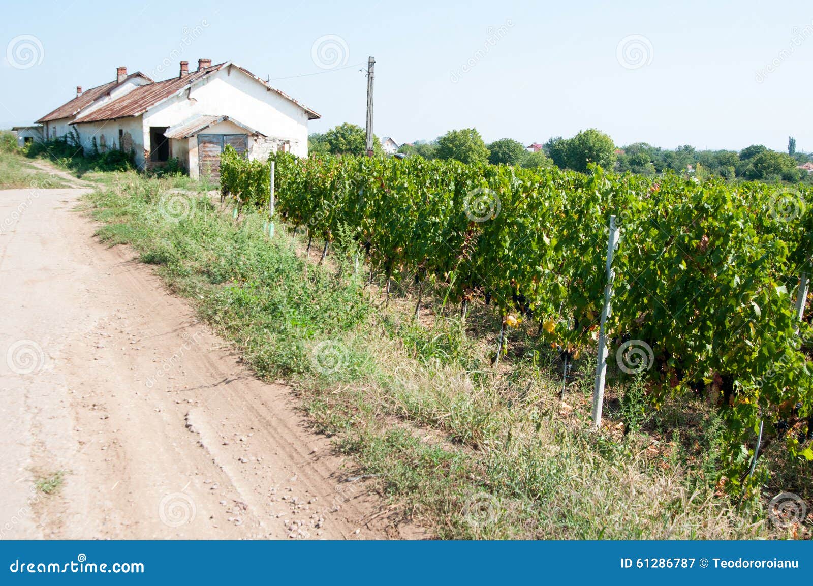 Old vineyard and warehouse stock image. Image of foreground - 61286787