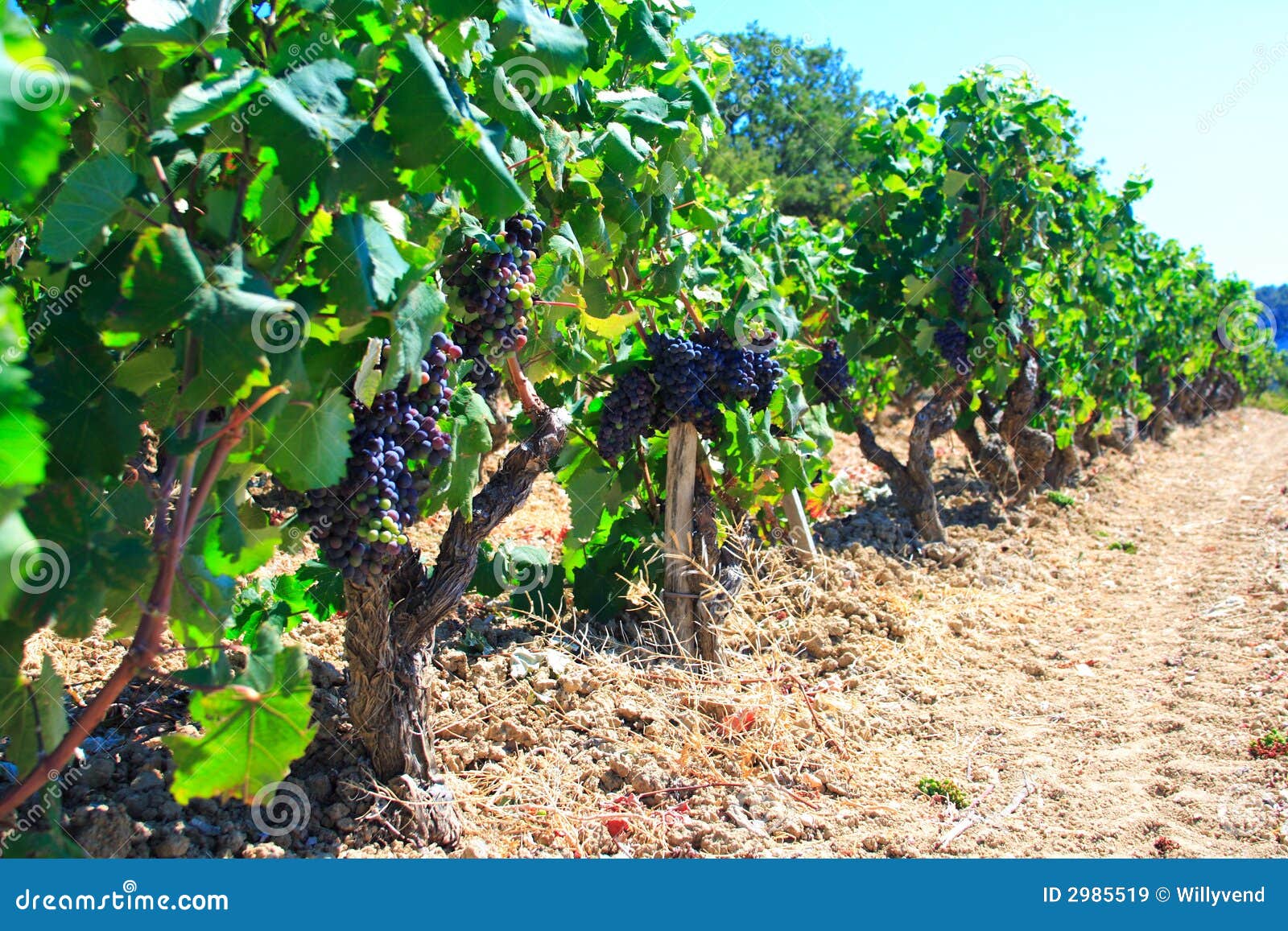 Old vineyards stock image. Image of horticulture, isolated - 2985519