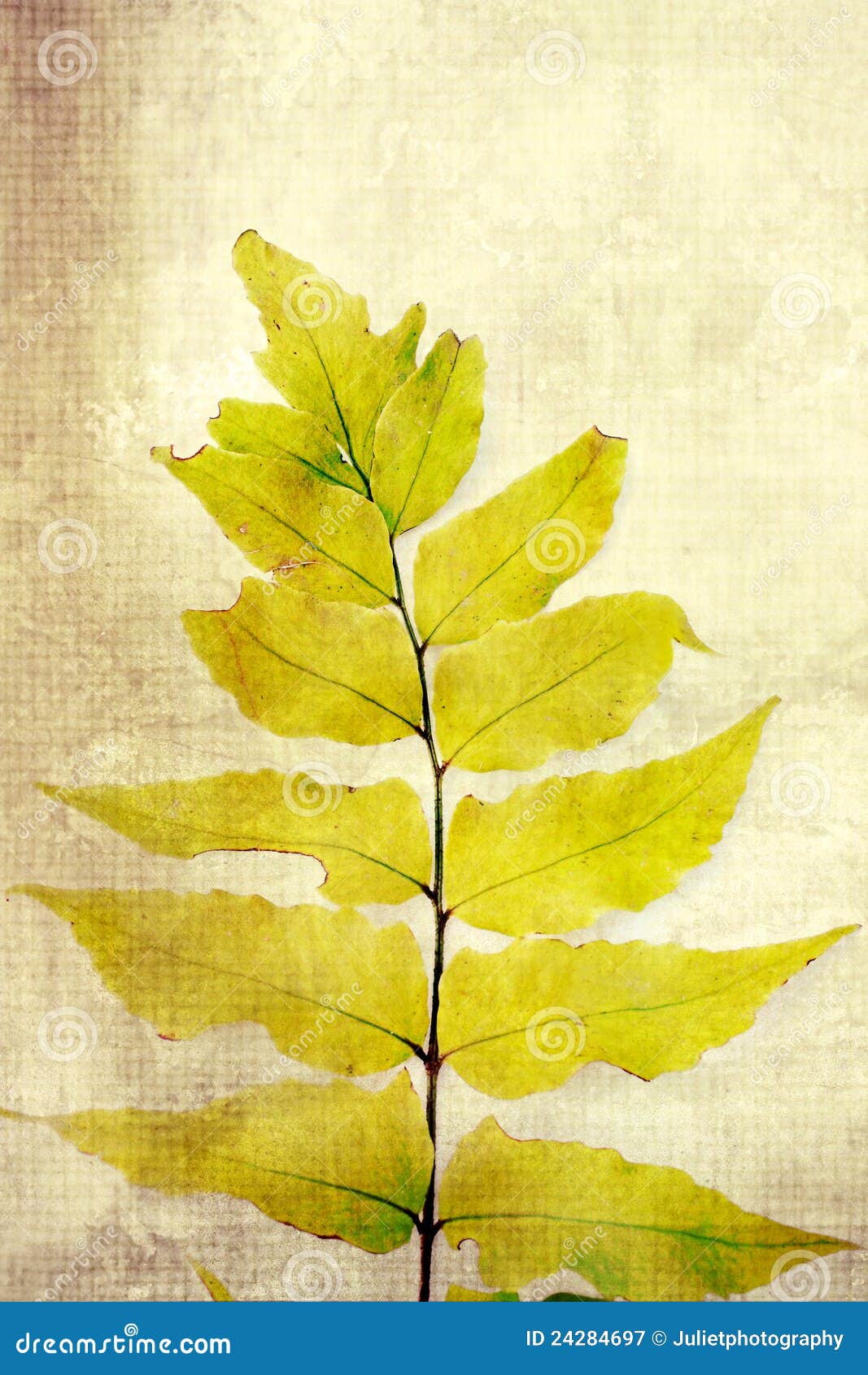 Old, Vintage Background with Fern Stock Illustration - Illustration of ...