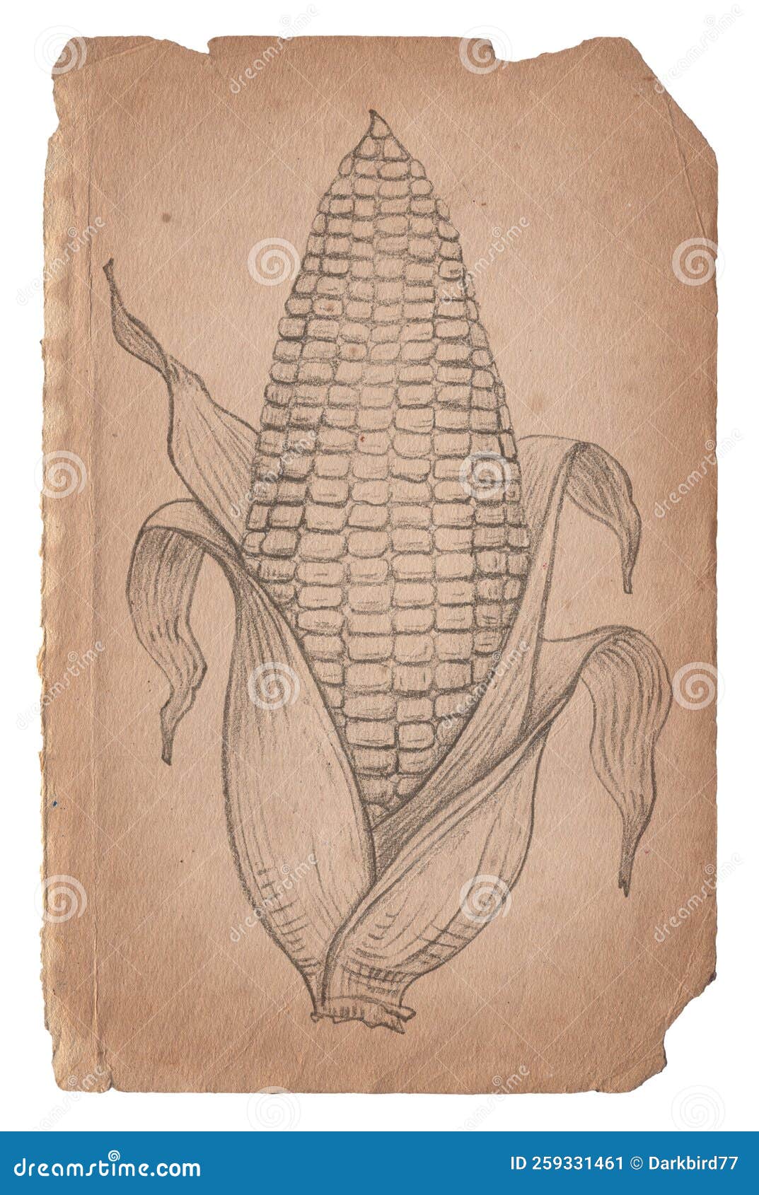 Old Vintage Paper with Hand Drawn Corn Isolated Stock Illustration ...