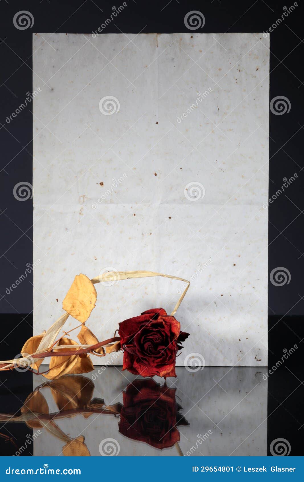Old Vintage Paper Page and Wilted Rose Reflected Stock Image - Image of ...