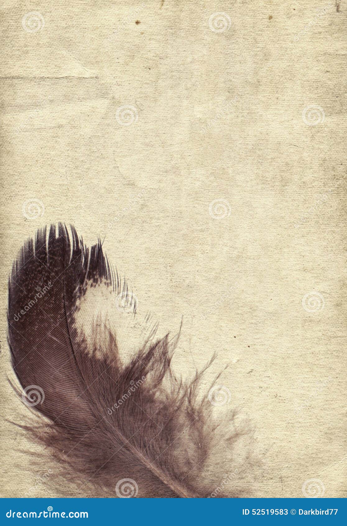 Vintage Feather Background