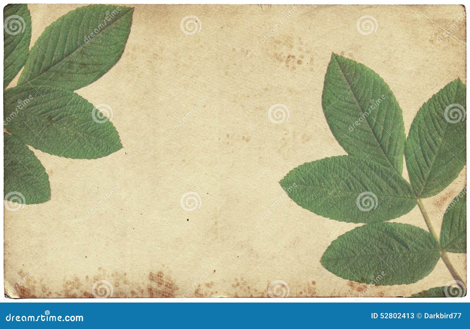 Old Vintage Paper Texture with Dry Leaves Isolated Stock Image - Image ...