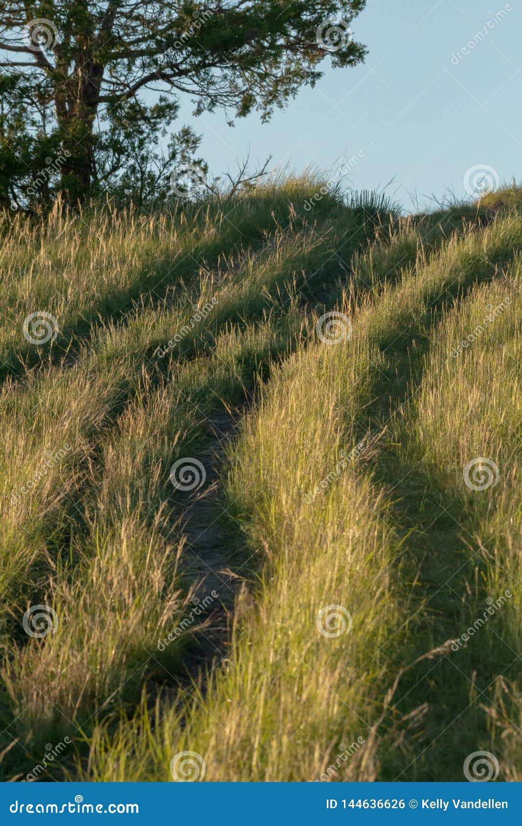 Old Wagon Ruts in Hill Side Stock Photo - Image of animal, meadow ...