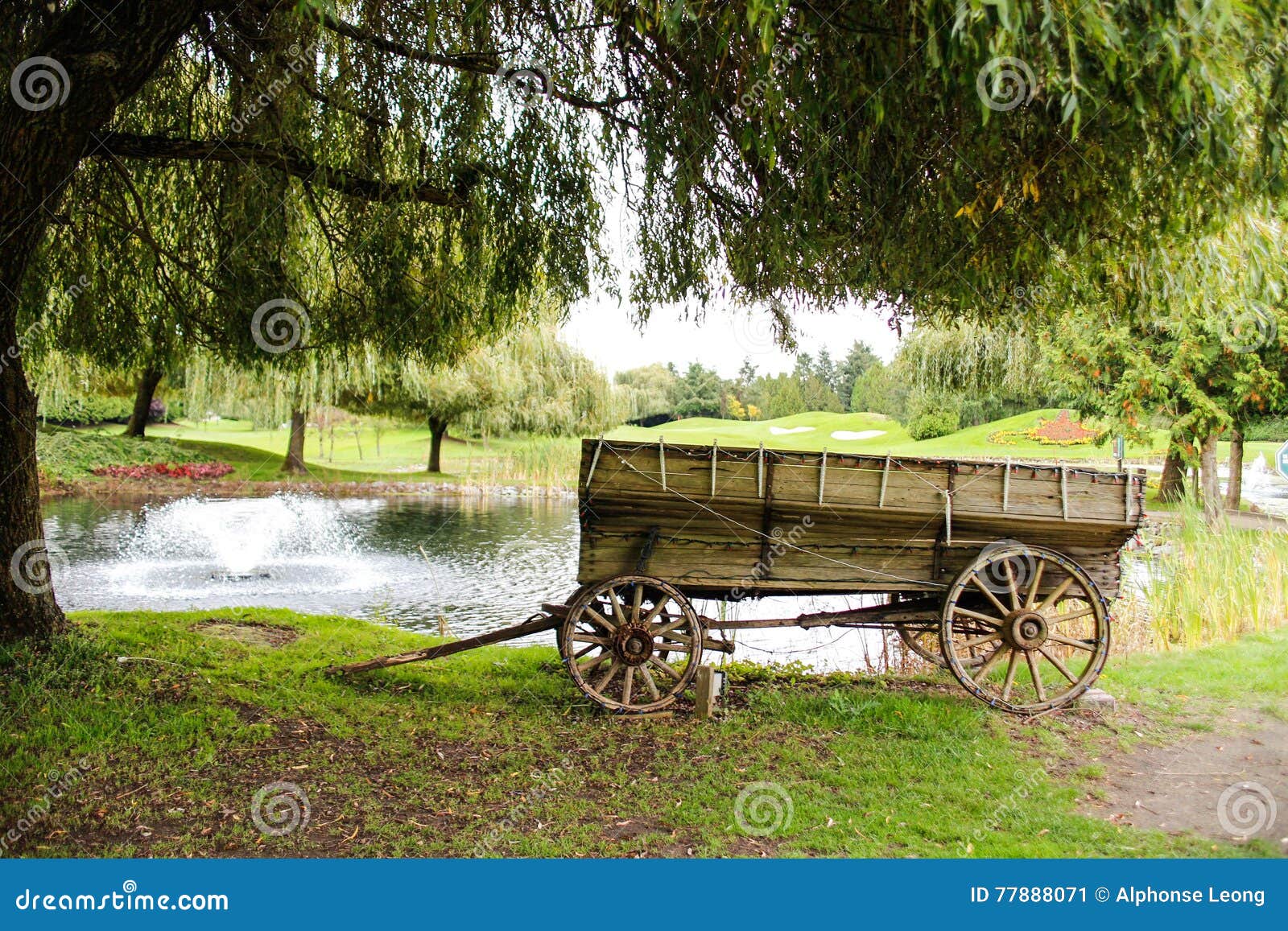 Old Wagon Under Tree by the Pond Stock Image - Image of vintage, rustic ...
