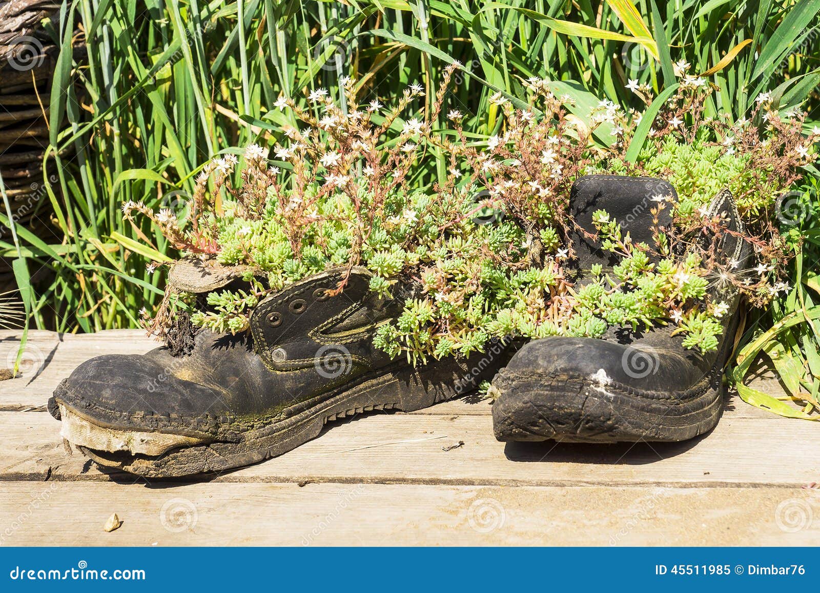 118 Boot Plant Pots Stock Photos - Free & Royalty-Free Stock Photos ...