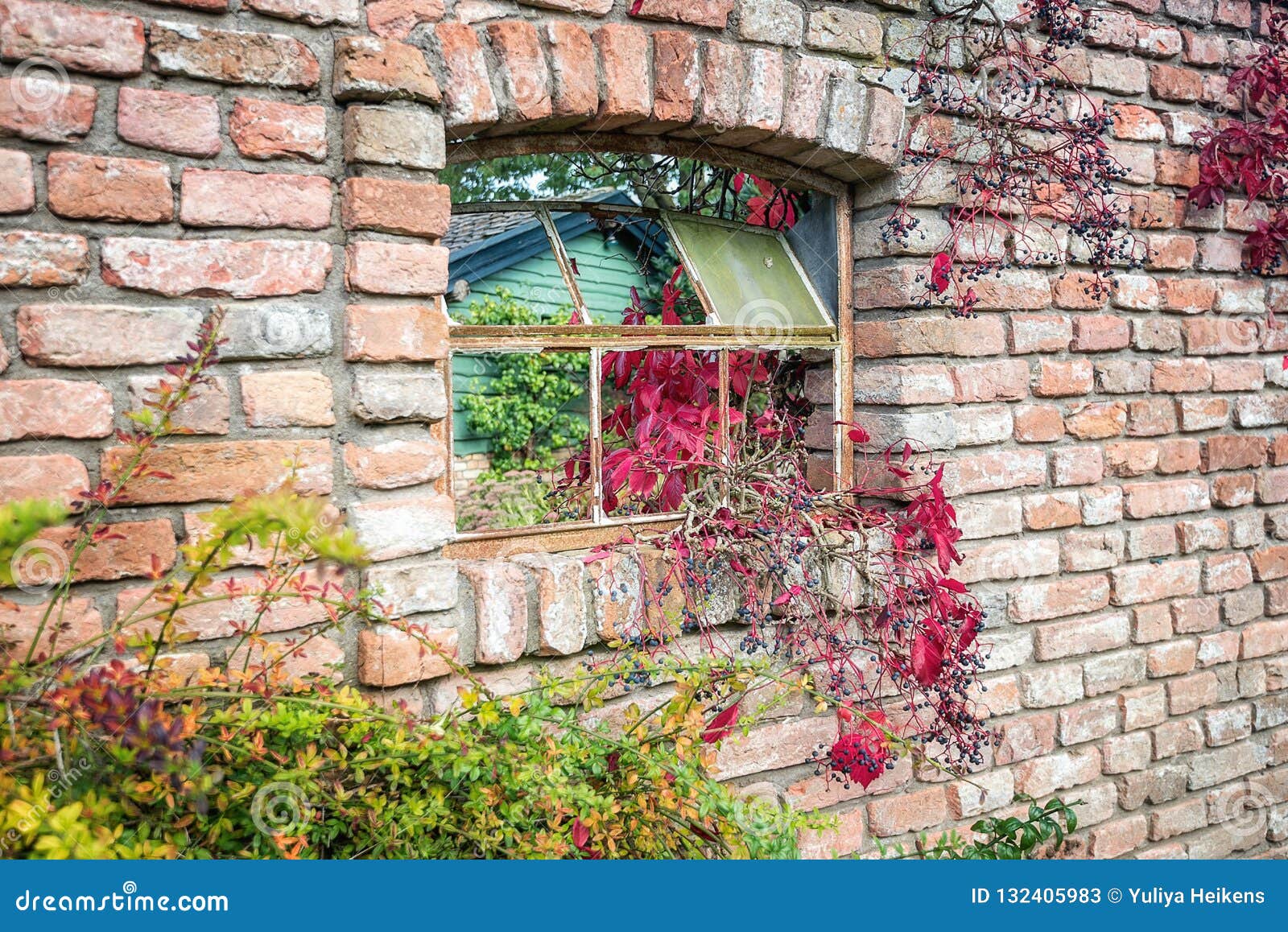 Old Wall with a Broken Window Where the Branches of a Shrub in a Stock ...