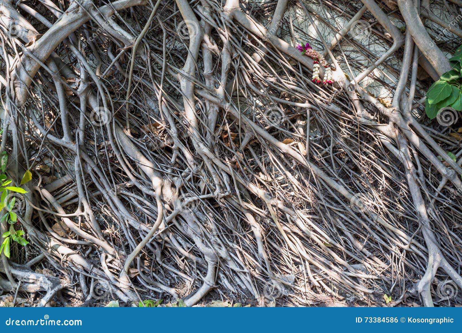Old Wall with Growing Banyan Tree Roots. Stock Photo - Image of flower ...