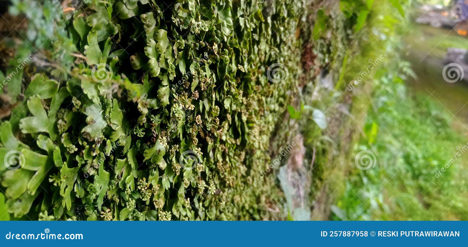 Old Wall that Has Been Overgrown with Moss Stock Photo - Image of wall ...
