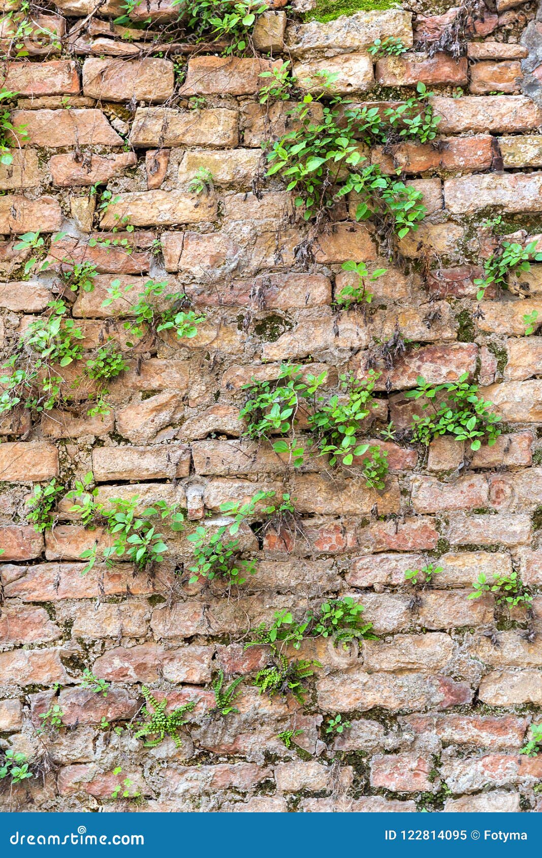 Wall of Bricks Overgrown with Plants Stock Image - Image of rustic ...
