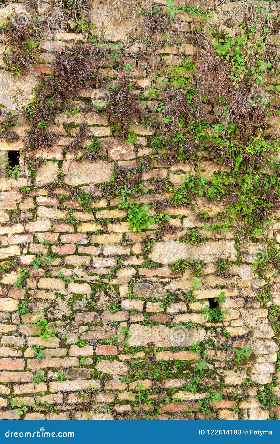 Wall of Bricks Overgrown with Plants Stock Image - Image of brickwork ...