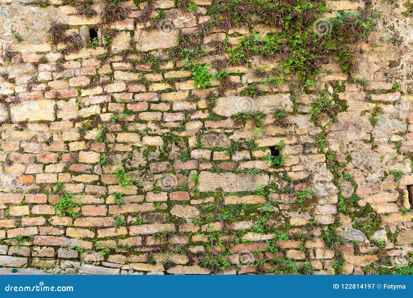Wall of Bricks Overgrown with Plants Stock Image - Image of leaf ...