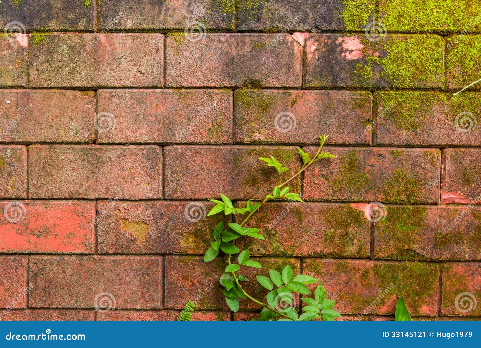 Old Wall with Vine and Moss Stock Image - Image of nature, brick: 33145121