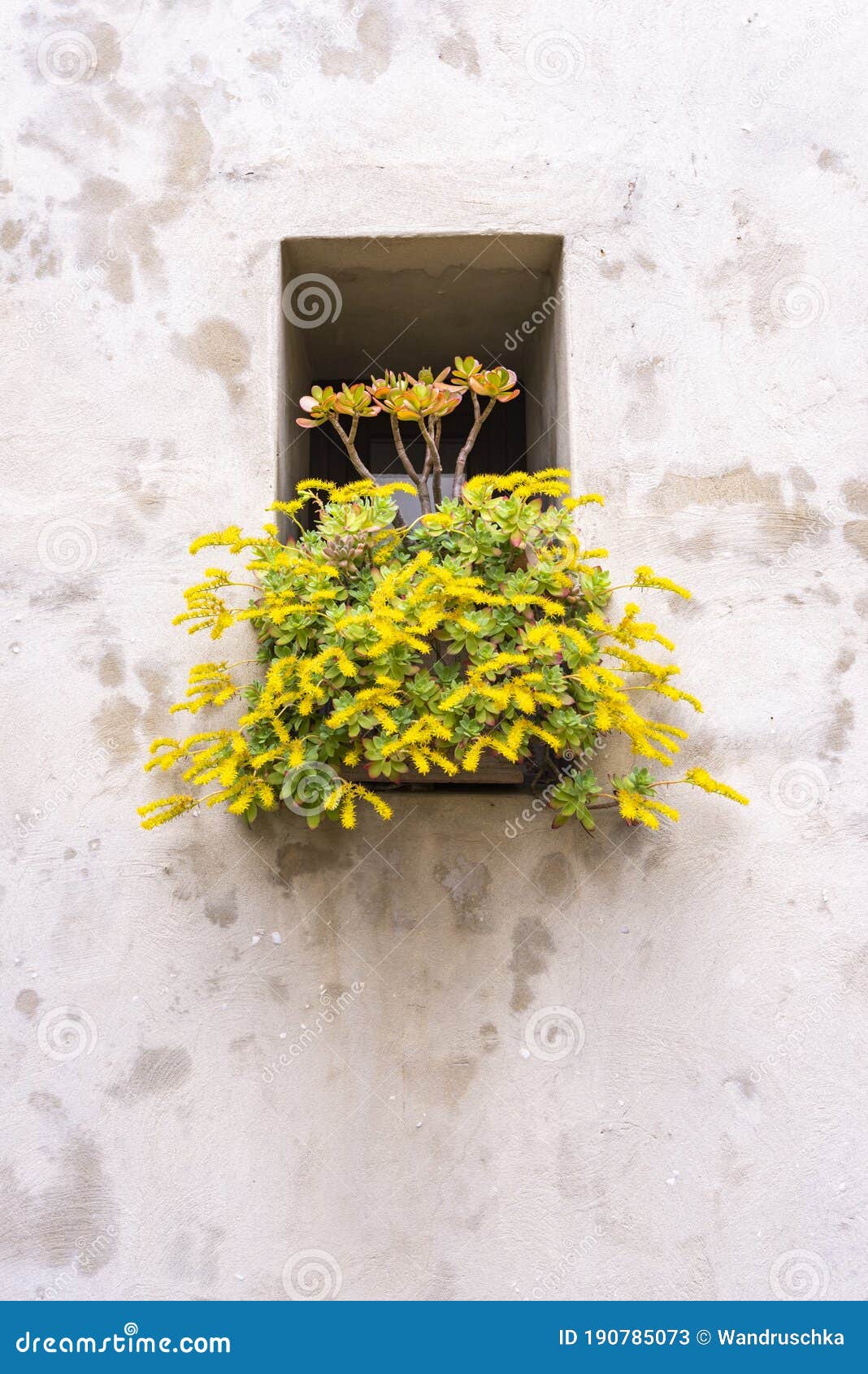 An Old Wall with Window and Flowers Stock Image - Image of rustic ...
