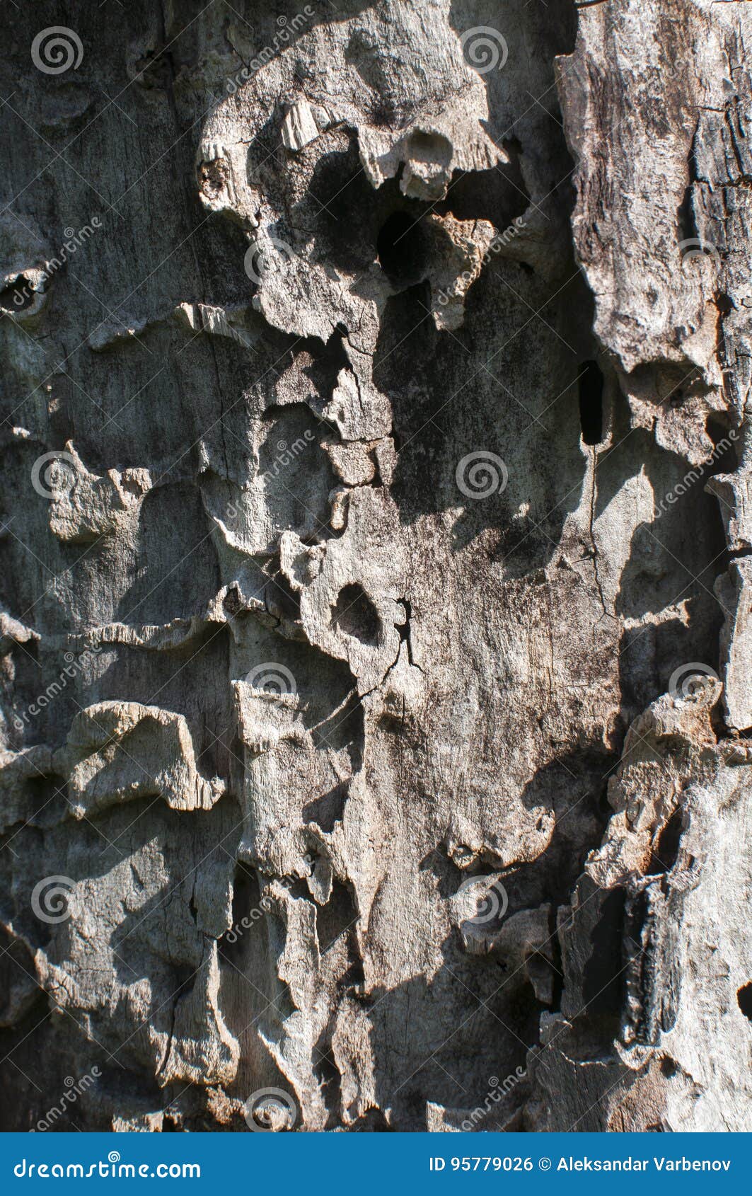 Old Walnut Tree Log Surface Stock Photo - Image of bark, decay: 95779026