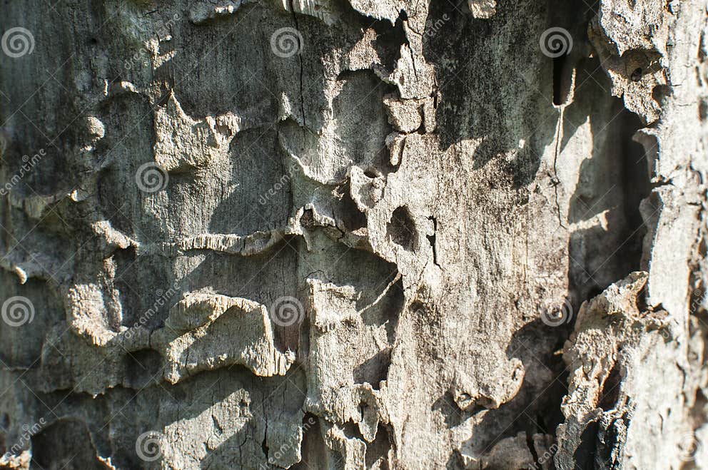 Old Walnut Tree Log Surface Stock Image - Image of decay, bark: 95779043