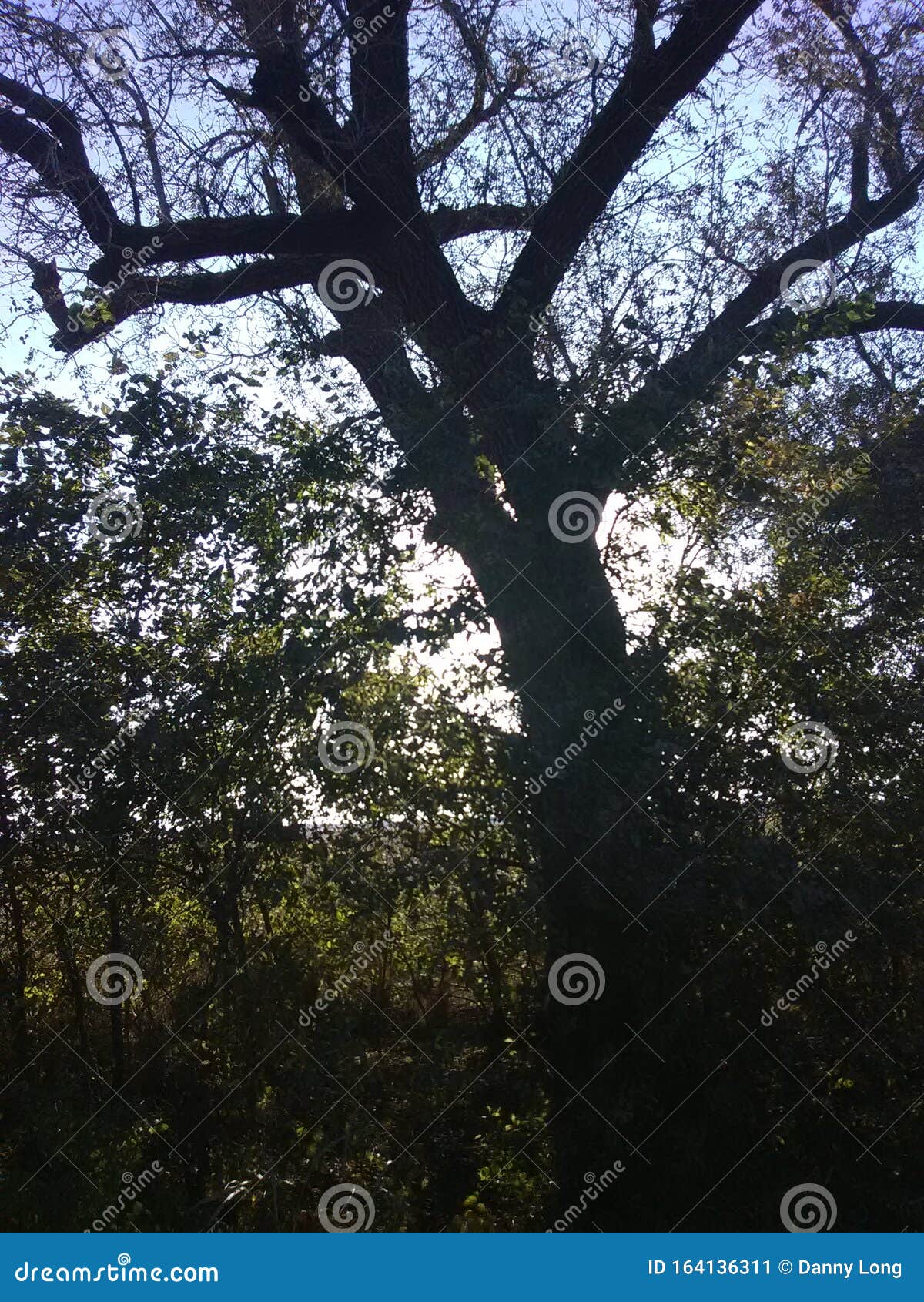 Old walnut tree stock image. Image of walnut, tree - 164136311