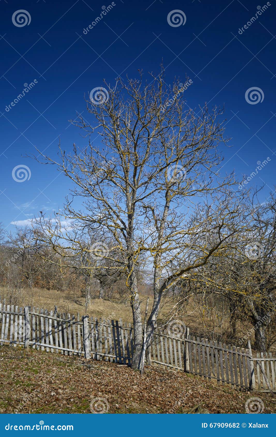 Old walnut tree stock photo. Image of tree, spring, vibrant - 67909682