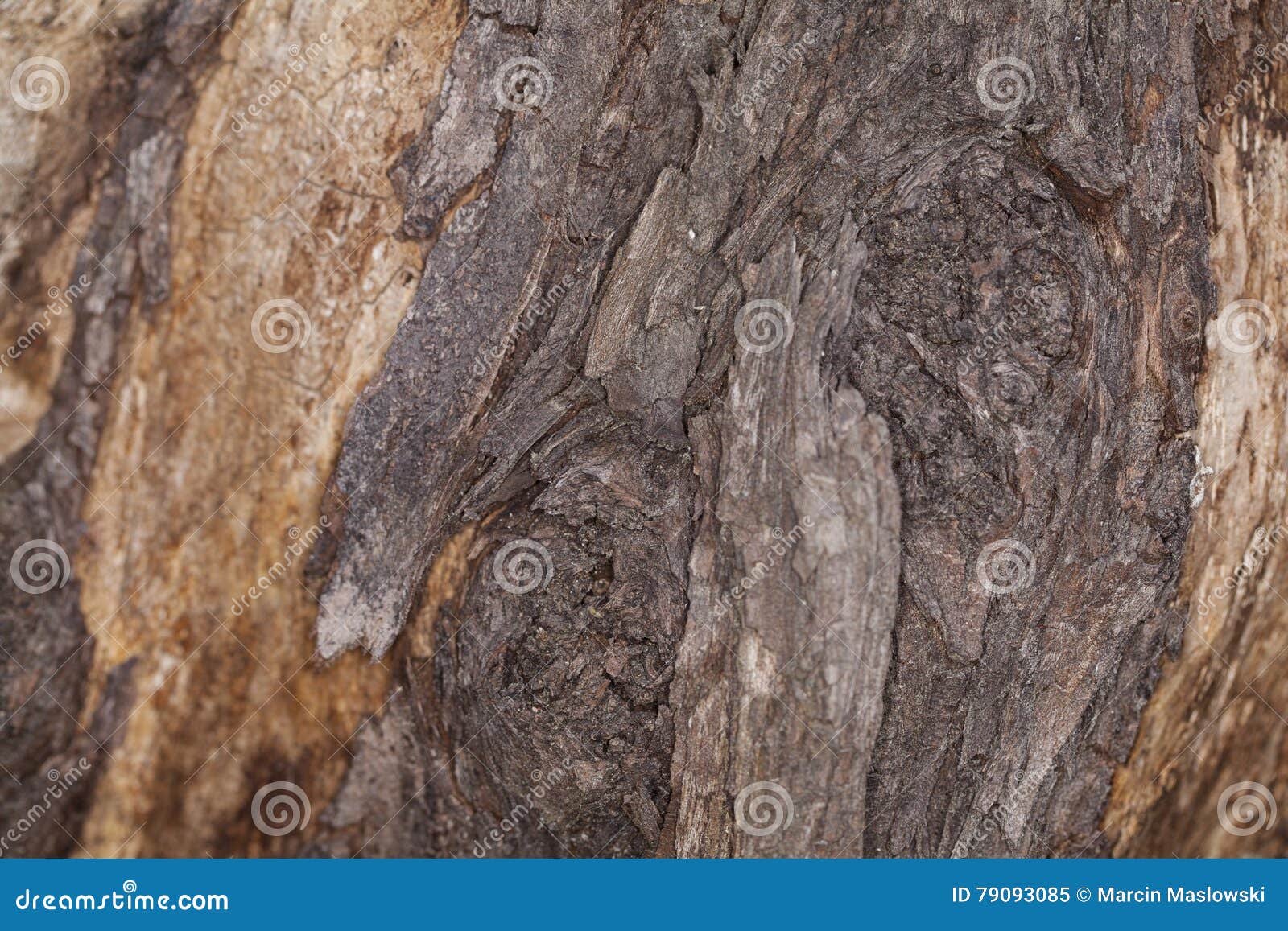 Old Walnut Tree Trunk Detail Stock Image - Image of detail, texture ...