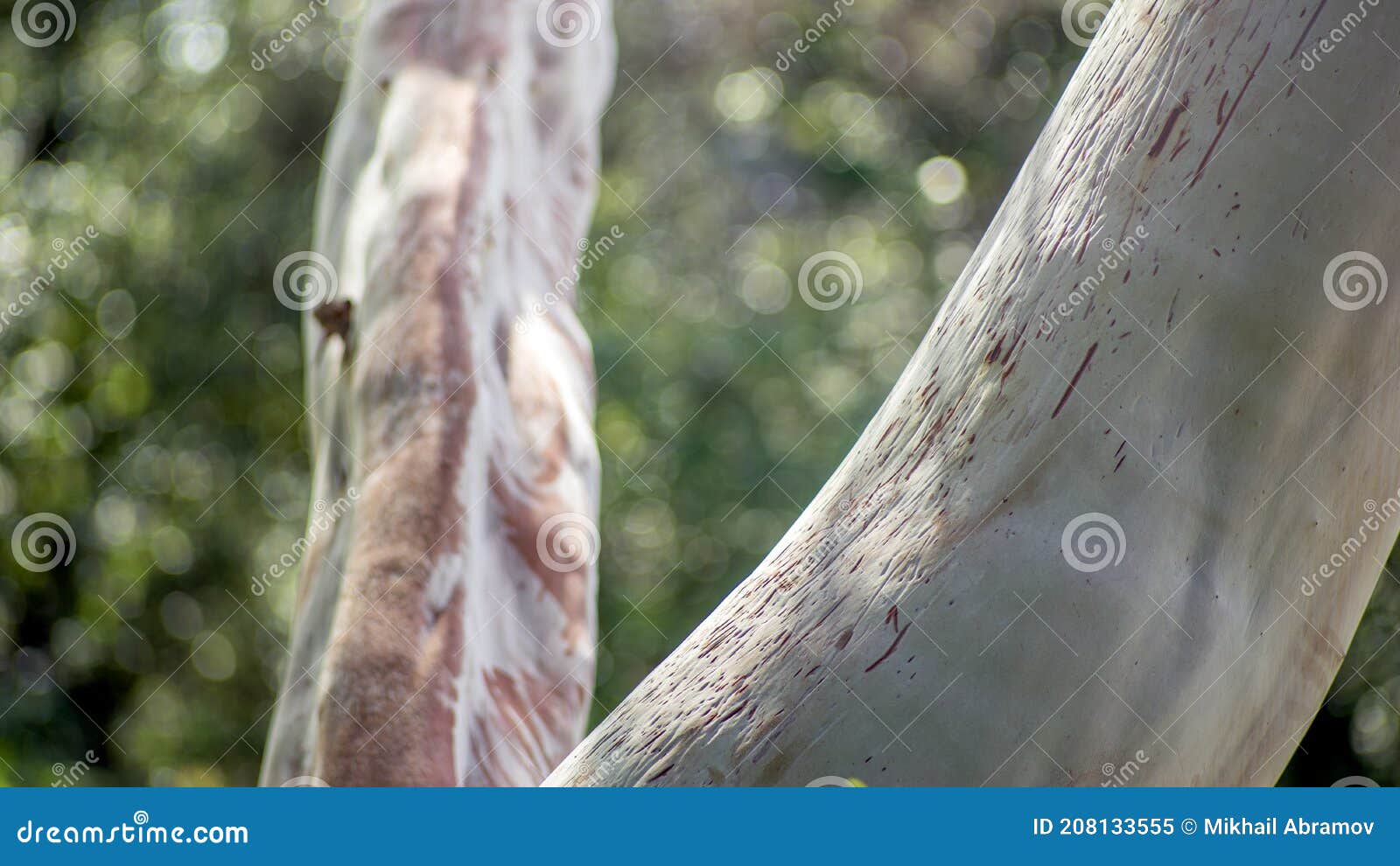 Old Walnut Tree Trunk Detail Texture As Natural Background Stock Image ...