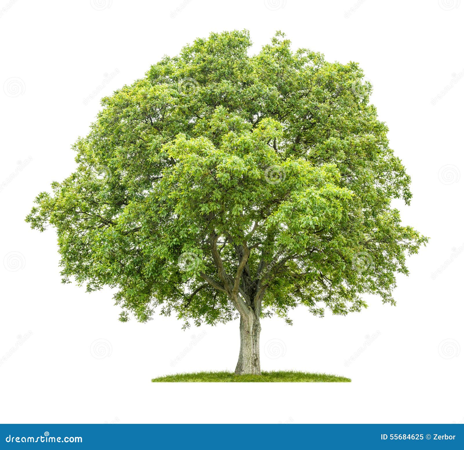 Old walnut tree stock image. Image of leaves, juglans - 55684625