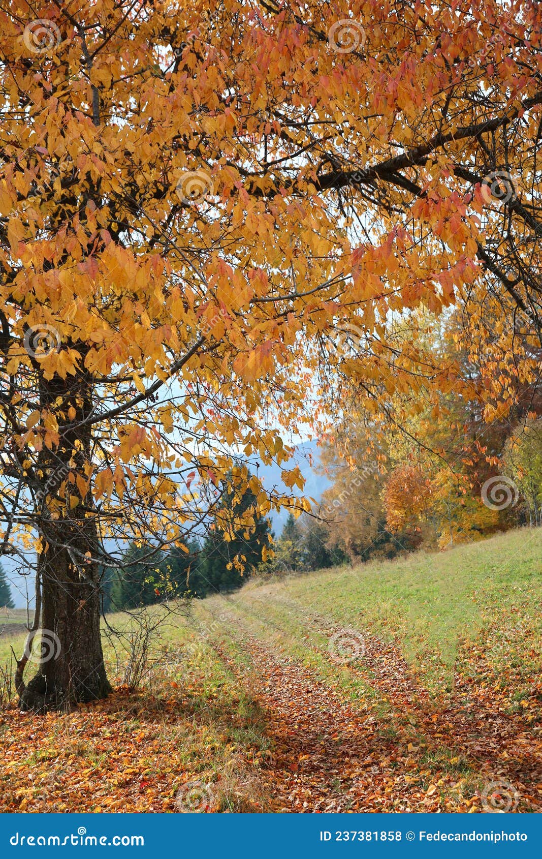 Old Walnut Tree with Yellow Leaves in Autumn Stock Photo - Image of ...