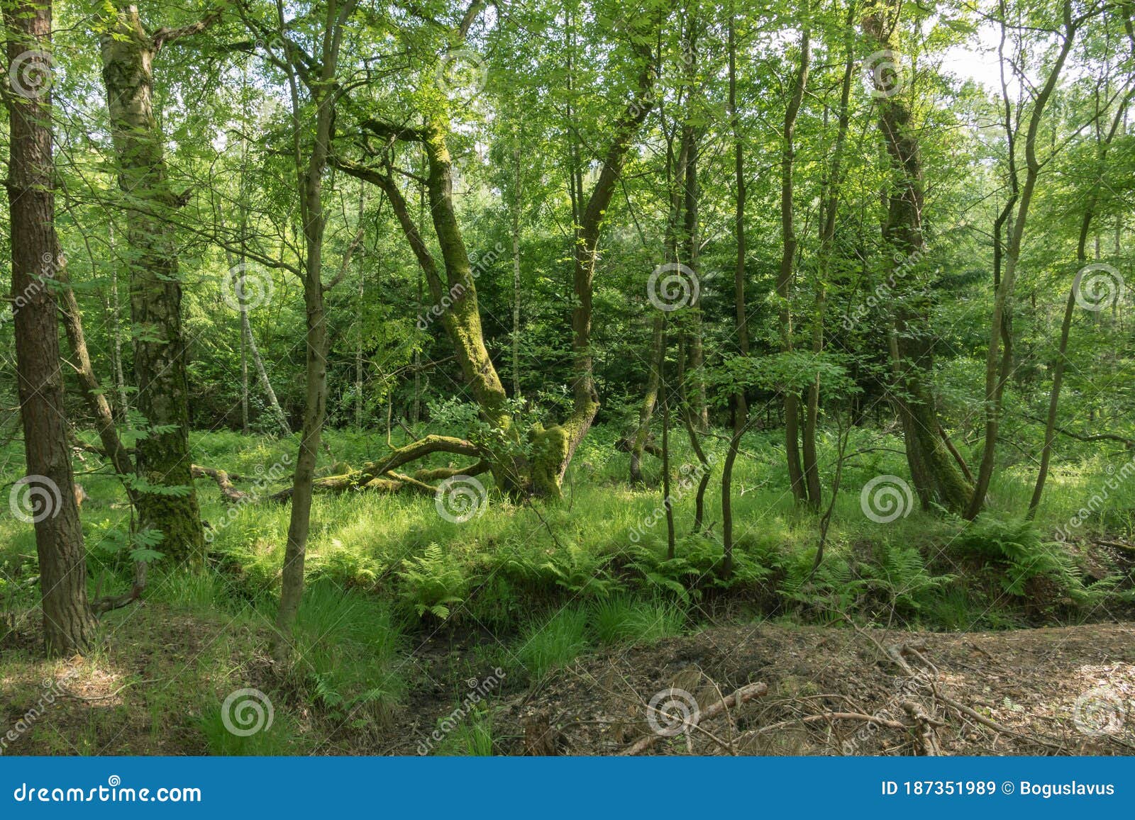 Old, Warped Tree Covered with Moss. Stock Image - Image of leaves ...