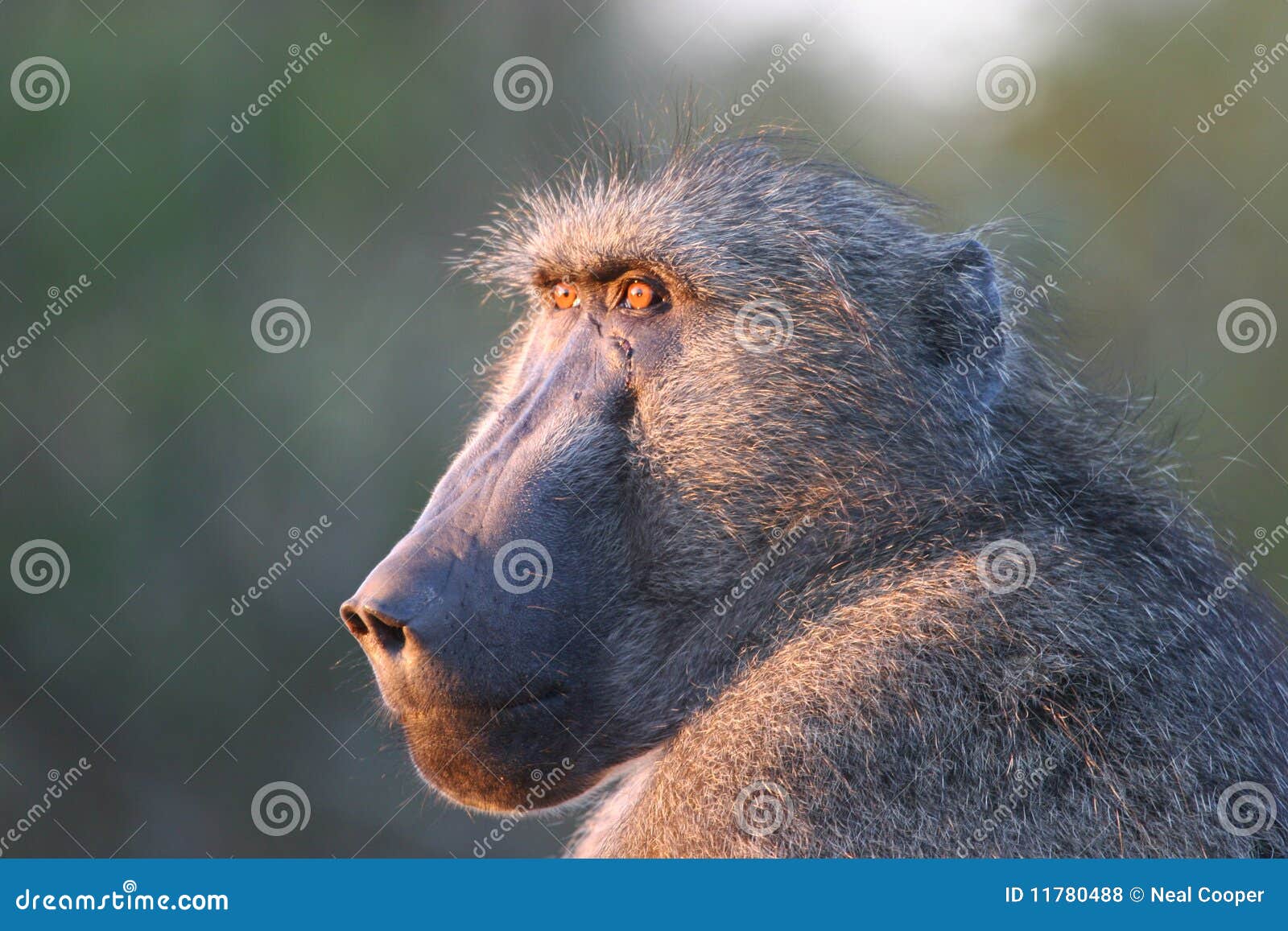 Old Warrior Baboon stock photo. Image of primate, cape - 11780488