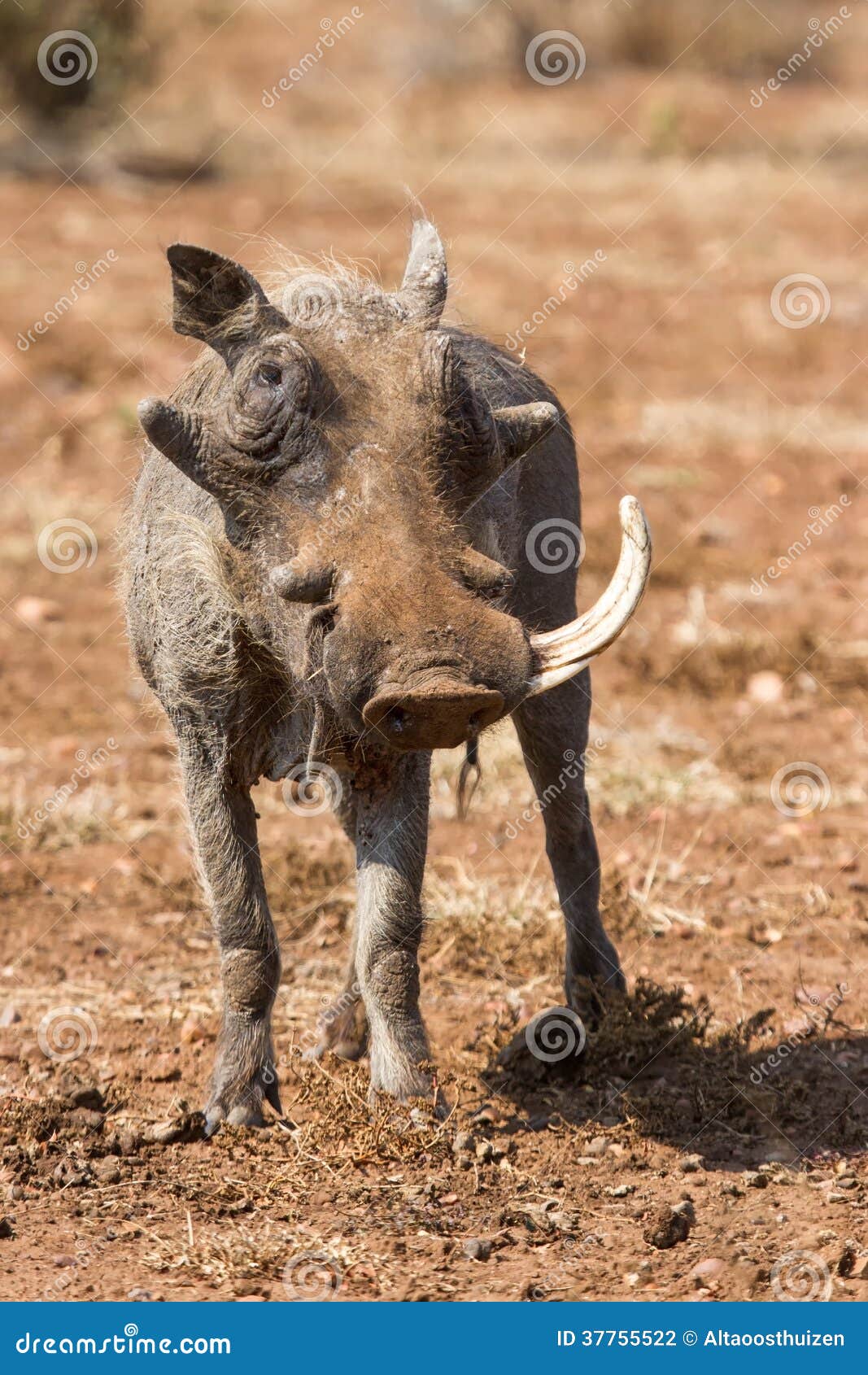 Old Warthog with One Tooth Look Tired Stock Photo - Image of glorious ...