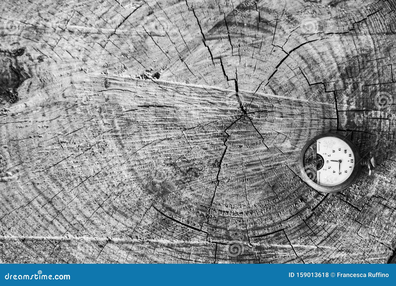 An Old Watch on a Tree Trunk Stock Photo - Image of minimal, black ...