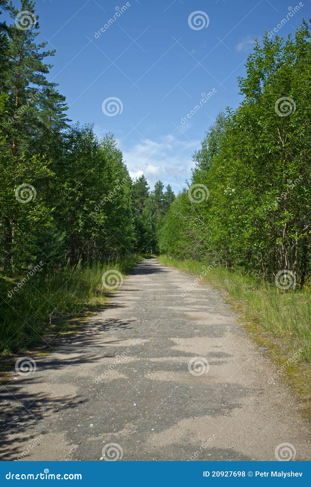 Old Way in Forest stock photo. Image of botany, environment - 20927698