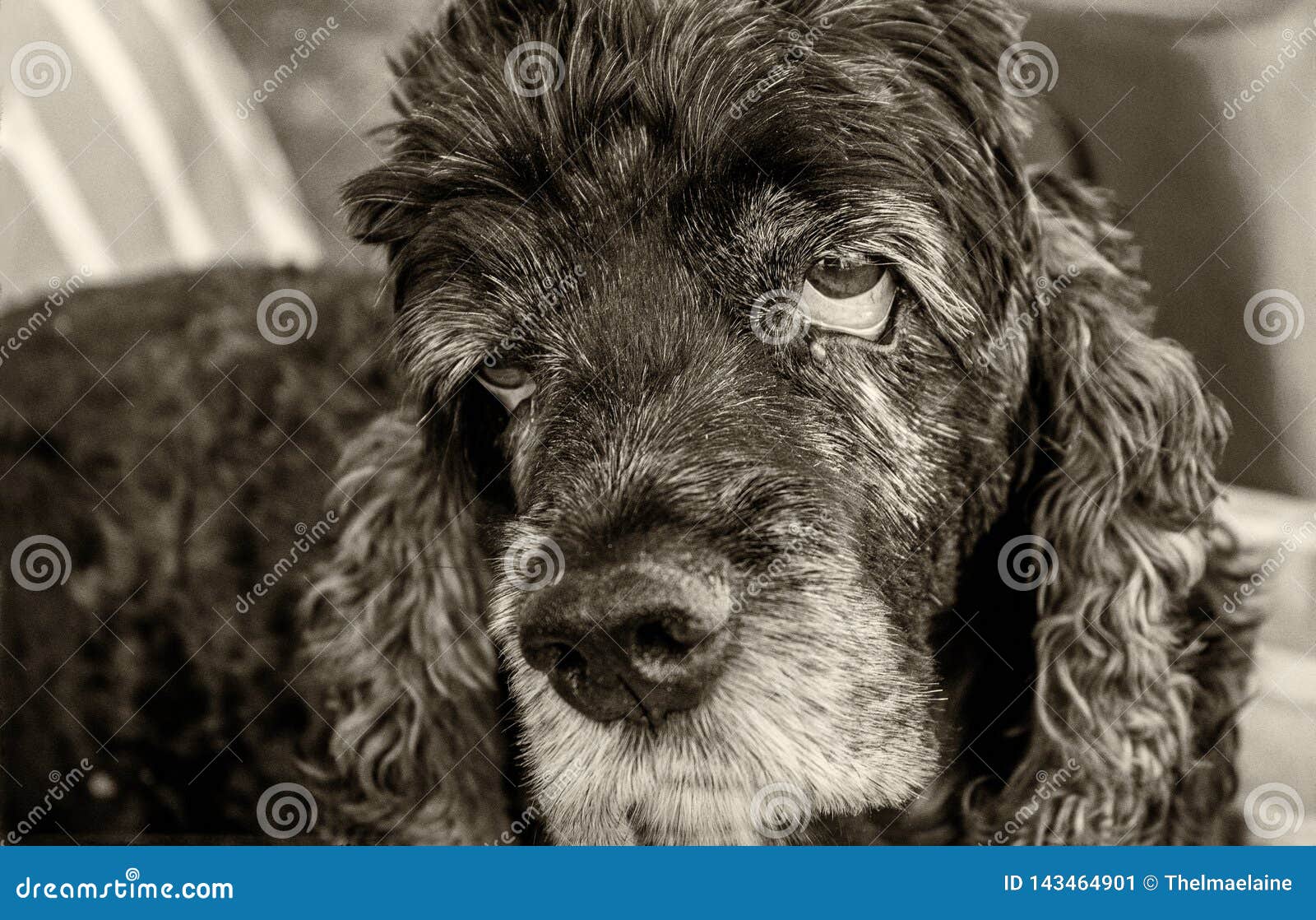 Old and Weary Cocker Spaniel with Sad Eyes Stock Image - Image of ...