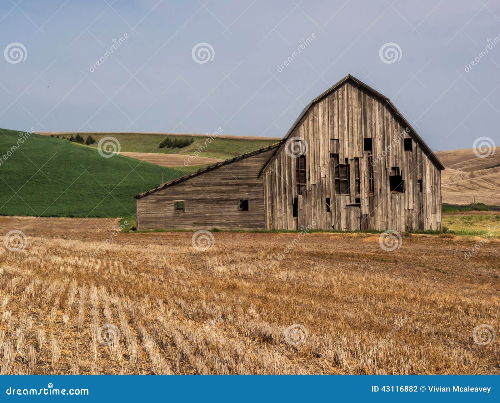 Old Weathered Barn Surrounded by Wheat Fields Stock Photo - Image of ...